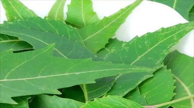 20 Most Healthiest Vegetables To Cook With! - Crazy Masala Food