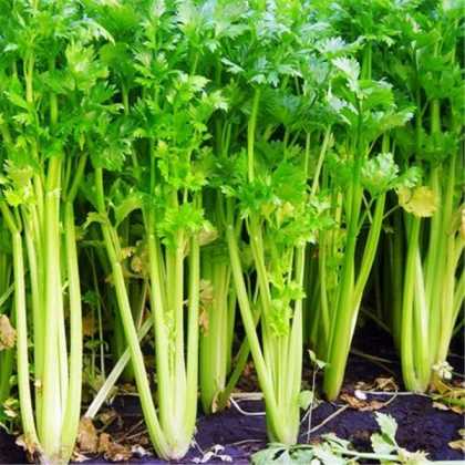 Top 20 Best Foods That Increase Metabolism - Crazy Masala Food