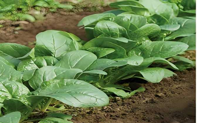 20 Of The Best Spinach Cultivators To Grow In Your Garden - Crazy ...