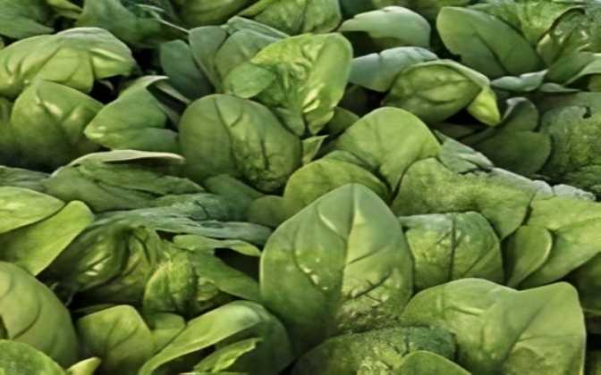20 Of The Best Spinach Cultivators To Grow In Your Garden - Crazy ...