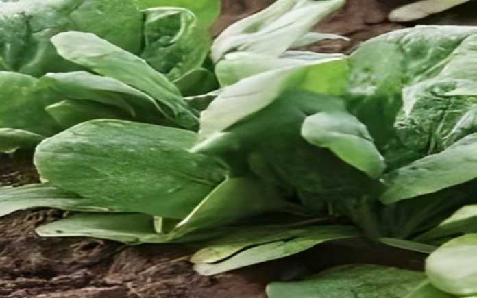 20 Of The Best Spinach Cultivators To Grow In Your Garden - Crazy ...